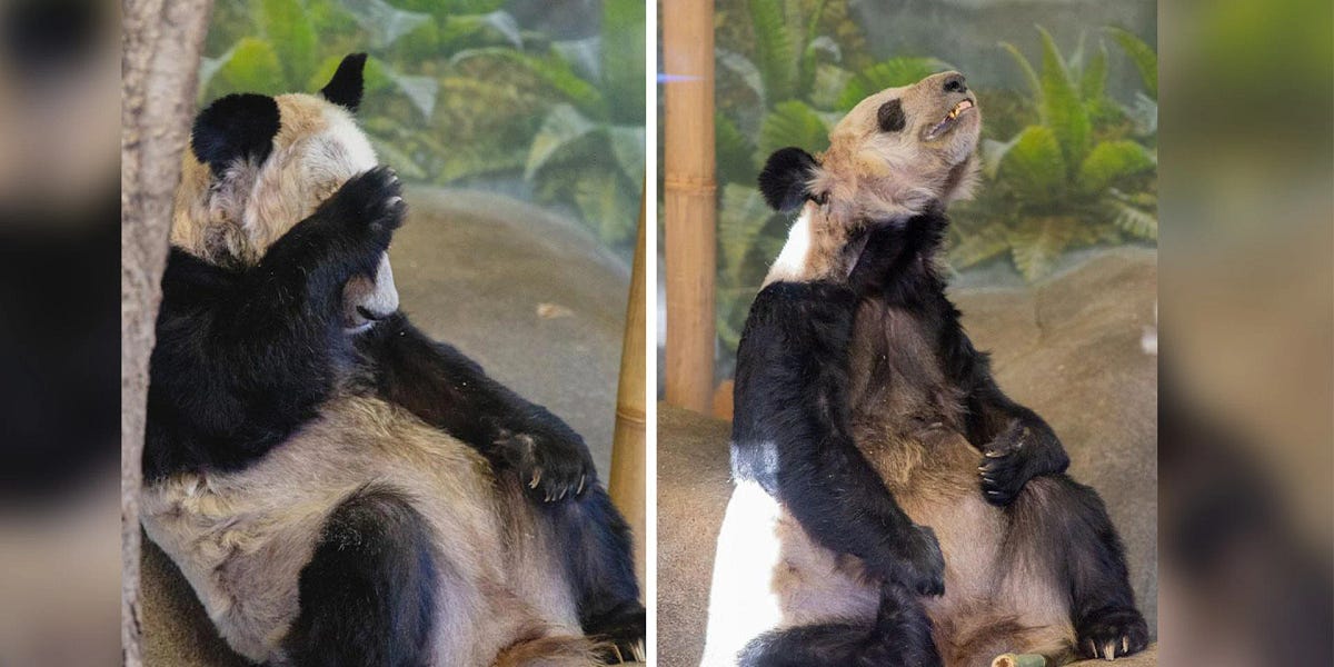 Giant Panda Yaya Puts Panda Diplomacy Under Scrutiny