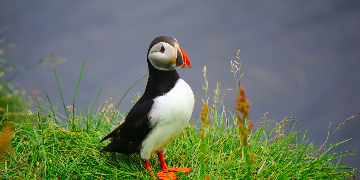 The Holy Puffin - by Alli Bobzien - The Pondering Heart