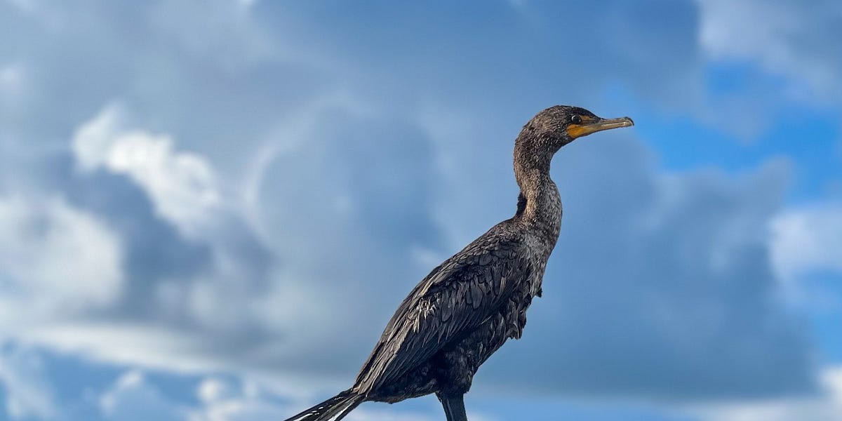 The BHR Group Digital Rights Careers Newsletter - Issue 13