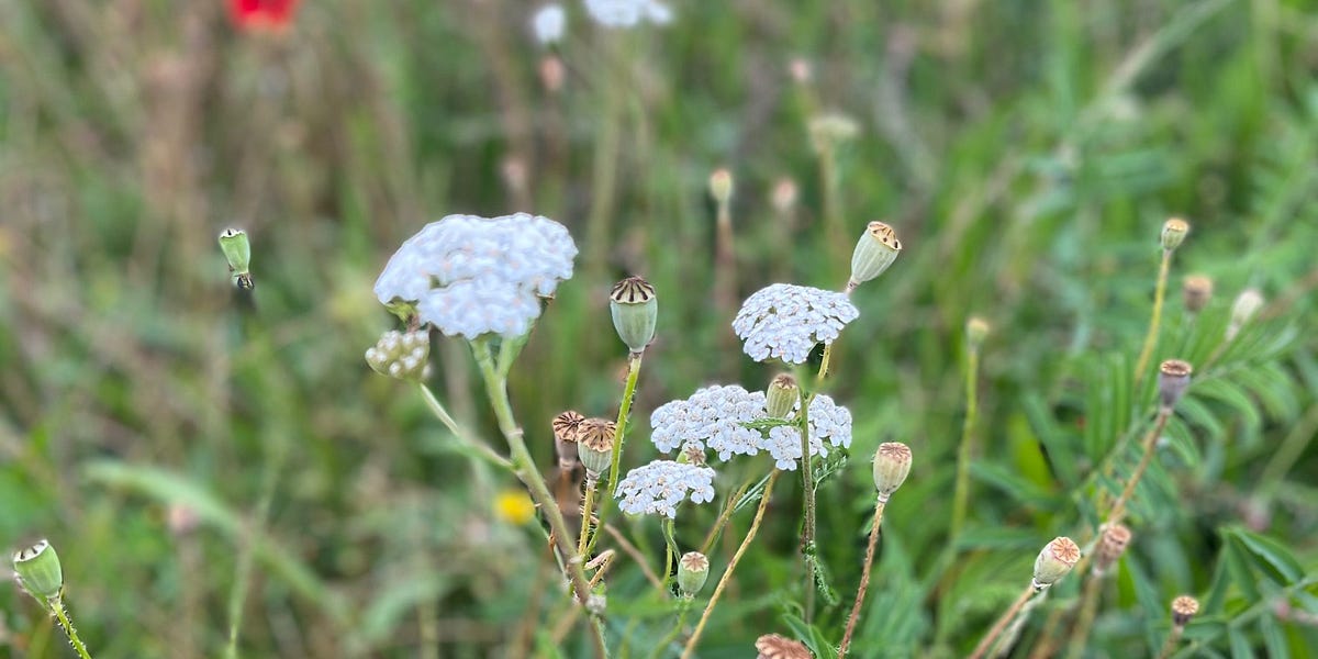 ReWilding the Mother - by Venus Starlight