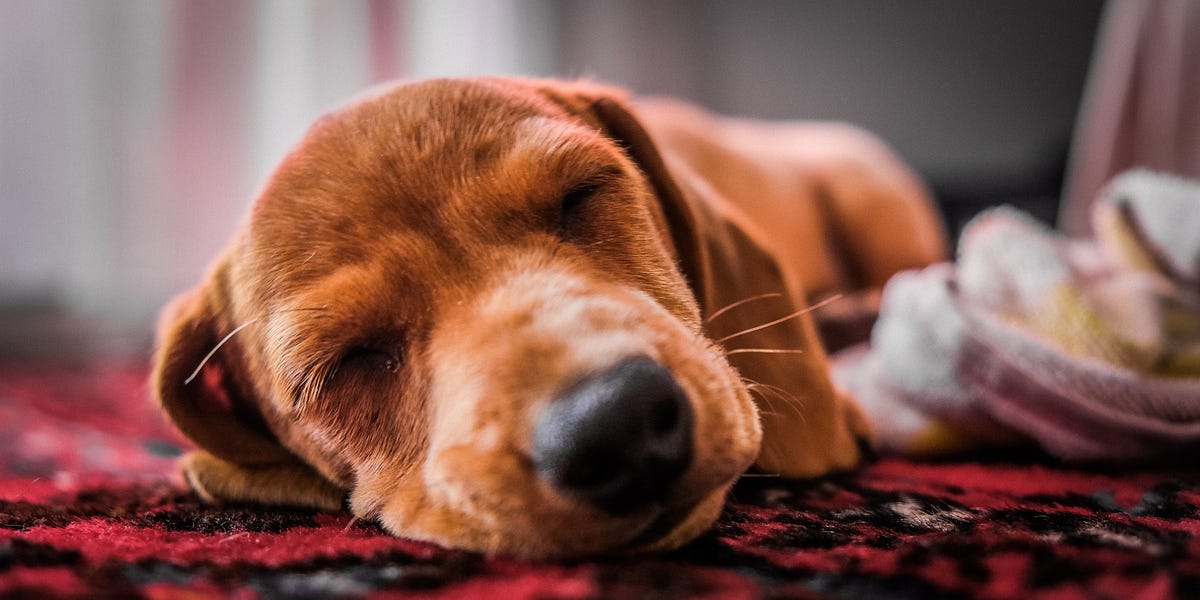 The CALM Approach: Transforming Canine Behavior through Emotional ...