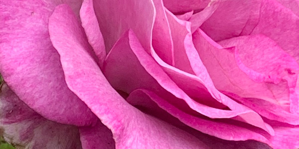 Fisa 702 action - by Ann Earle - Ann’s Substack