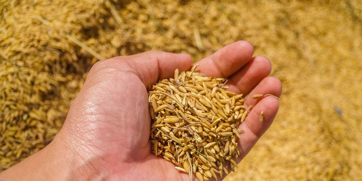 India, Russia Ban Rice Exports Raising Risk Of Global Food Price Increase