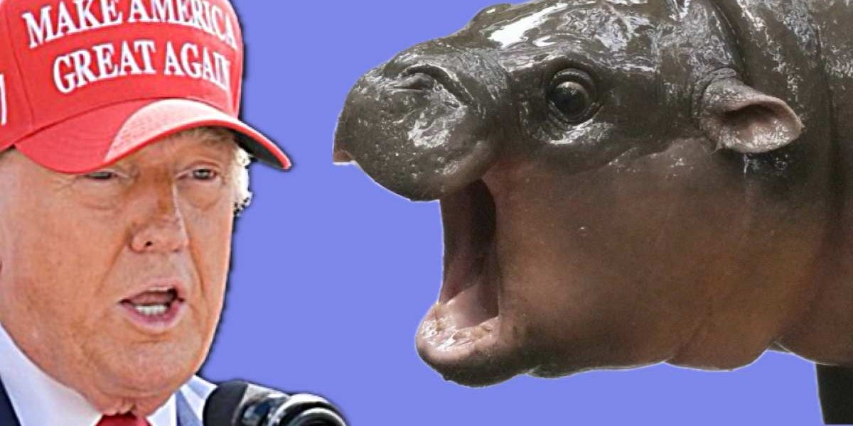 Trump Endorsed by Group Maintaining Hunting Records for Pygmy Hippos ...