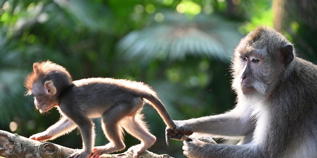 Morphic Resonance: The “Hundredth Monkey Phenomenon”