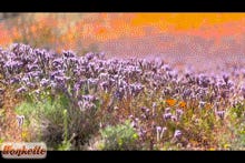 The 20 Most Useless Kitchen Appliances, Ranked In Order! Tabs, Fri ...