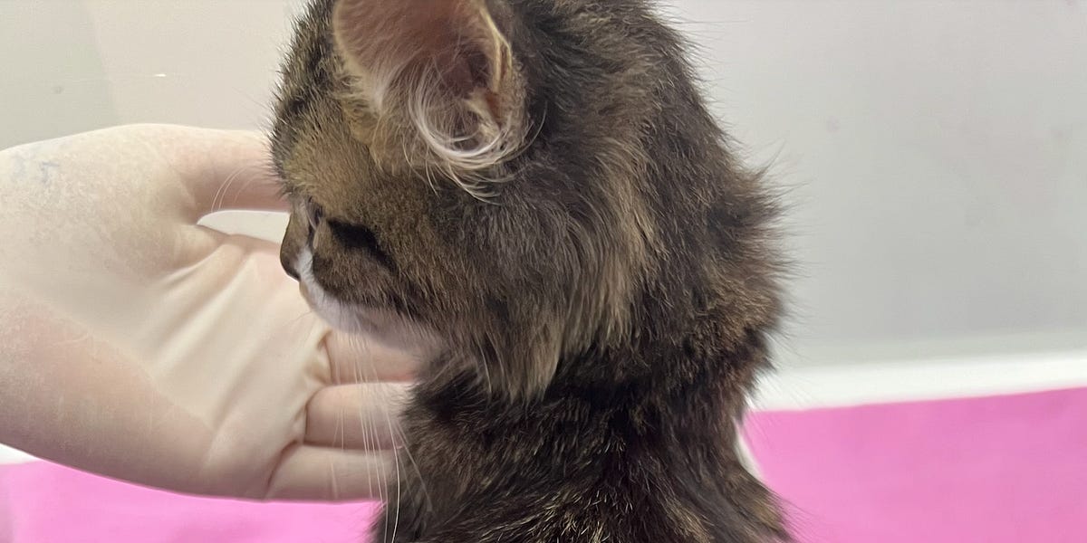 Peritonitis infecciosa felina: diagnóstico y tratamiento (parte 1)