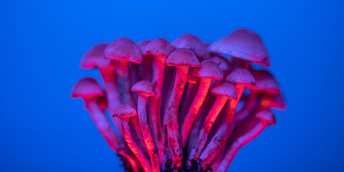 Microdosing Psilocybin: Exploring the Therapeutic Potential of the ... Microdosing Psilocybin: Exploring the Therapeutic Potential of the ...