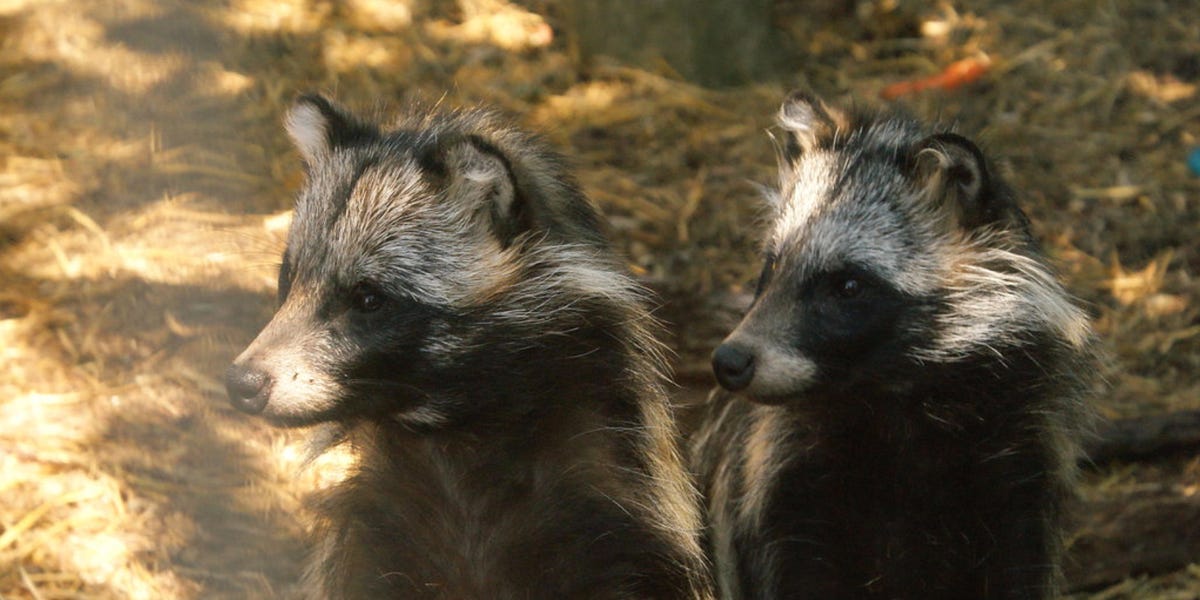 The raccoon dog theory - by emily kopp - emily’s Substack