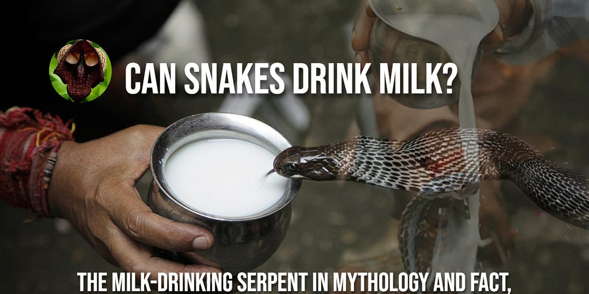 Can Snakes Drink Milk? - by Stone Age Herbalist