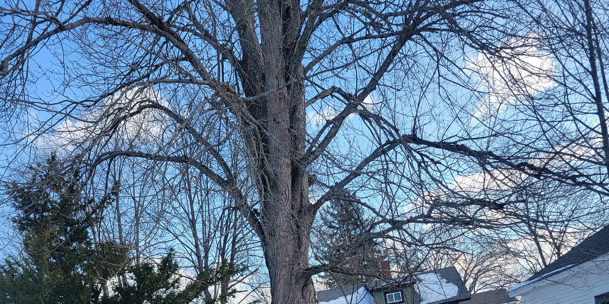 Comments - Hibernal Journal: Week 5 - by David M. Poff