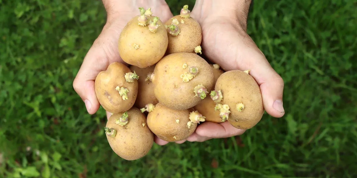 Planting Sprouted Veggies - by Ashley Adamant
