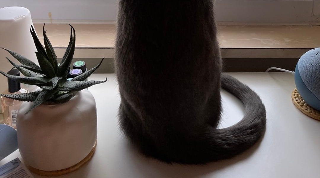 BITE WOUND ABSCESSES IN PETS - by BowTied Veterinarian