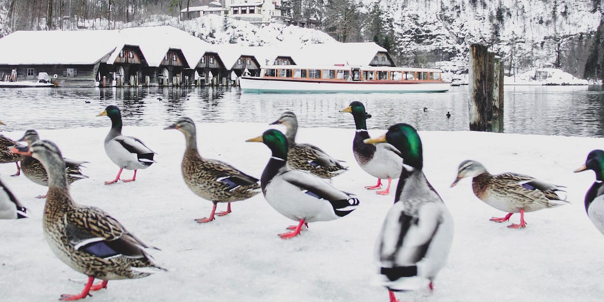 Can I take ducks home from the park?