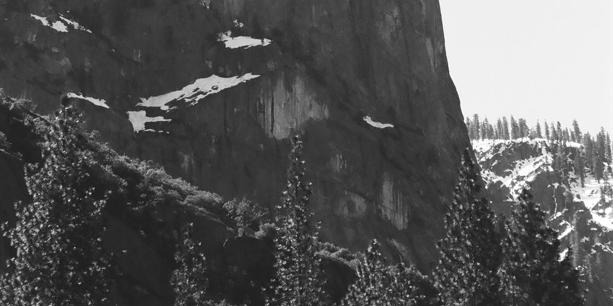 Basics, Dogs, and Books - by Janet Salsman