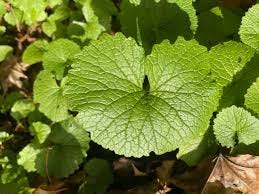 What can we do to help? - Clay Bowers' Substack