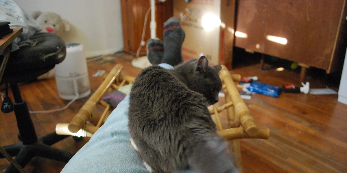 FELINE FRIDAY - ROBYN GOES PRO - by TCinLA