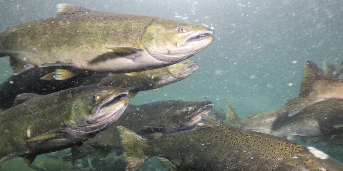 California Salmon Ocean Fishing Set For 2nd Year Ban