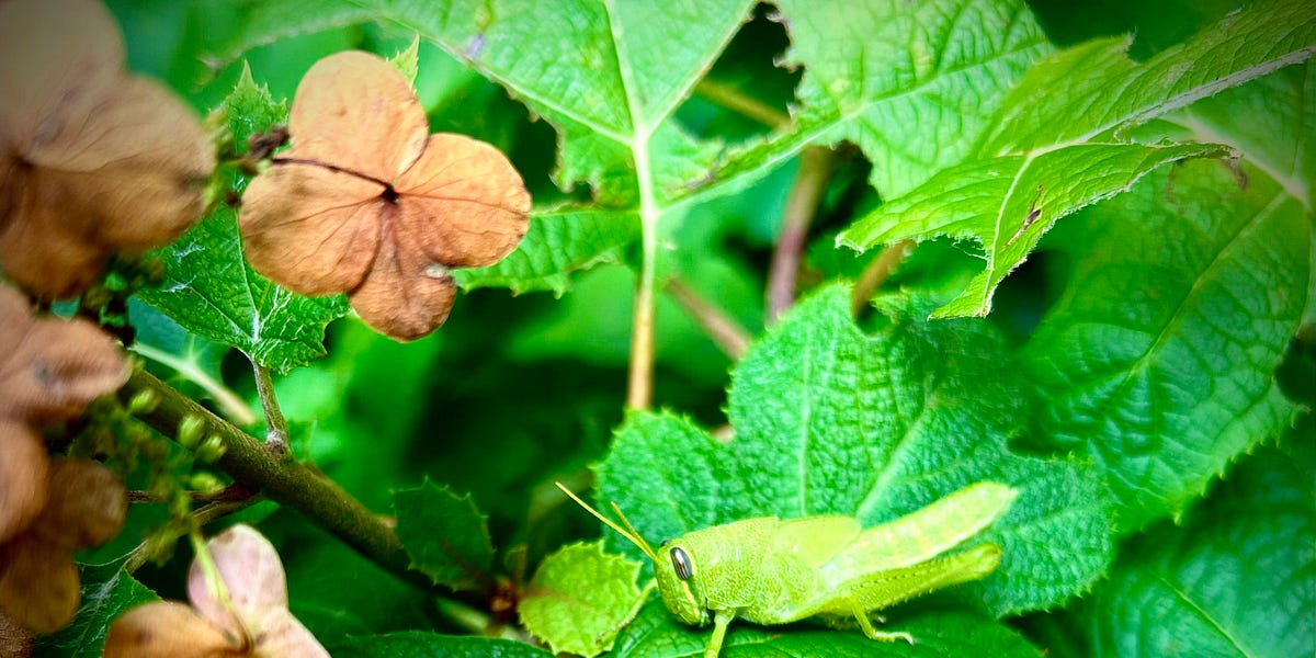 Garden Guest - by Andrew Wimmer - Radical Adhesiveness