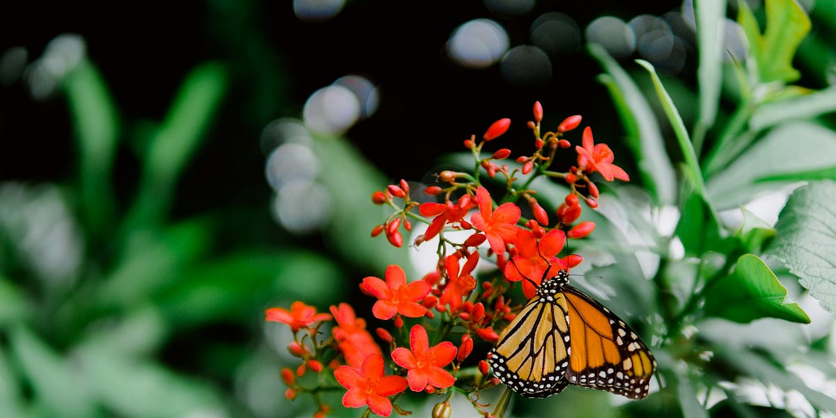 Qu'est-ce qu'un système complexe adaptif?