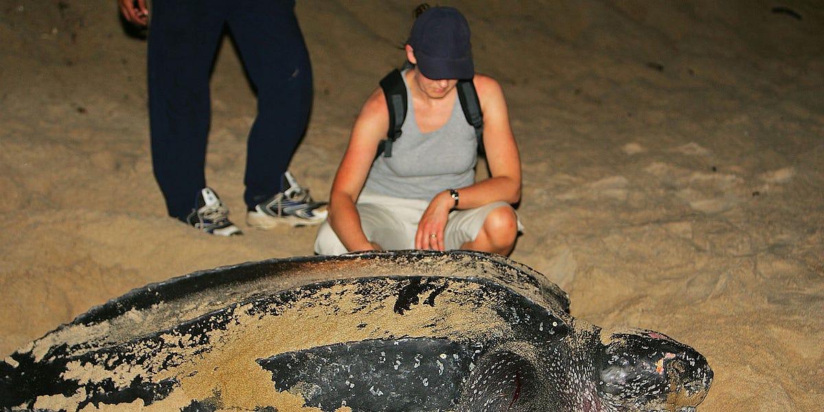 The World's Largest Turtle Lays Eggs That Aren't Eggs