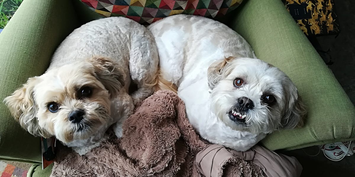 Snuffling dogs & different voices inside - by Satya Robyn