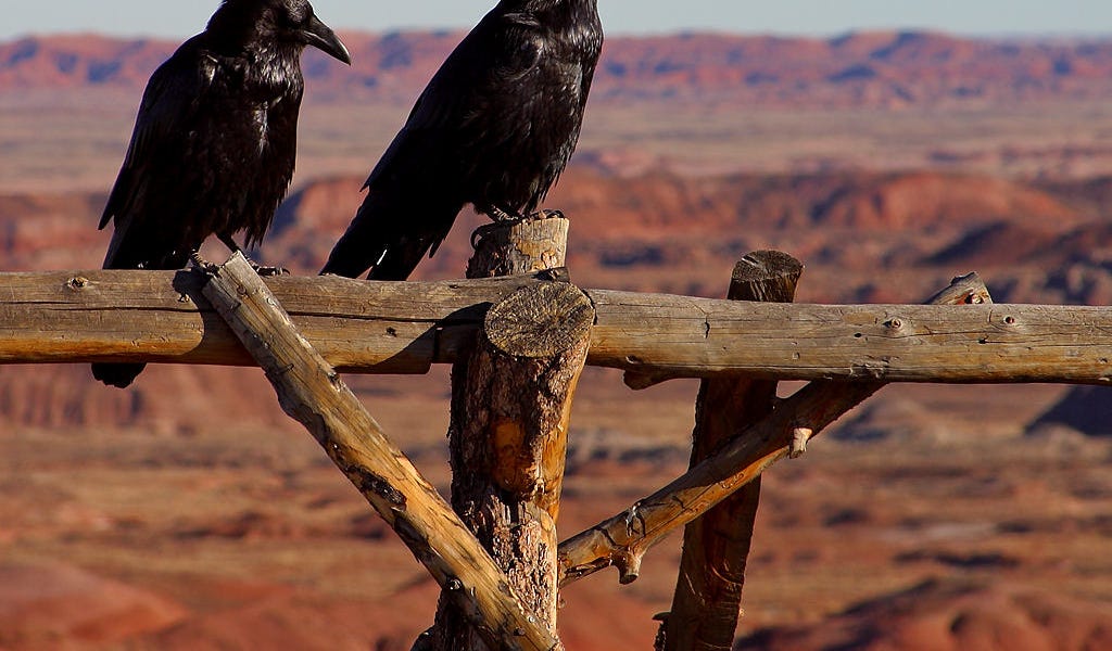 Consider the Ravens - by Jack Leahy - Stillness in the West