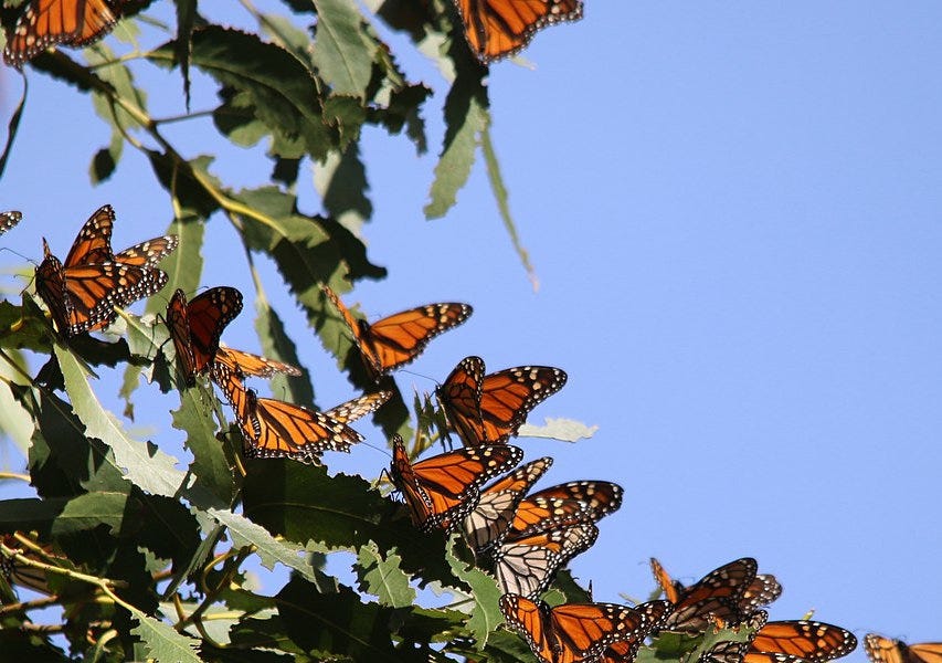 The Monarch butterfly (1 of 3): Roosting in the “wrong” trees?