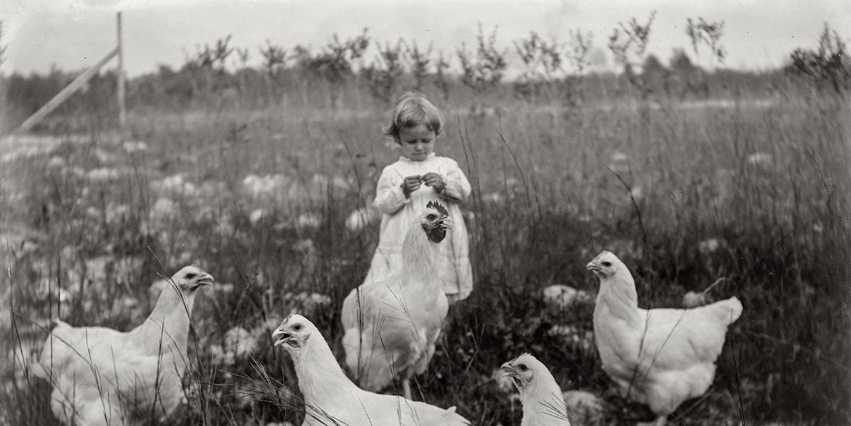 The Growing Pains of a Headless Chicken - by mads