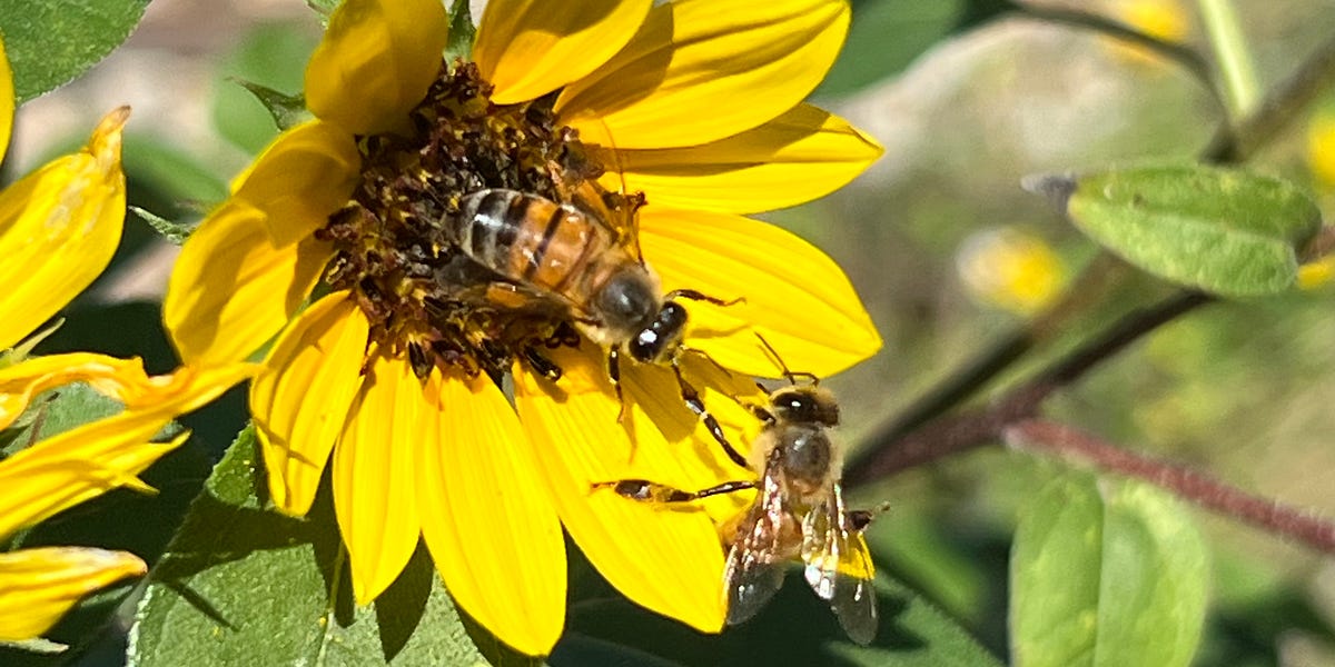 The Hustle, relenting or A New Wrinkle - by Kevin Russell