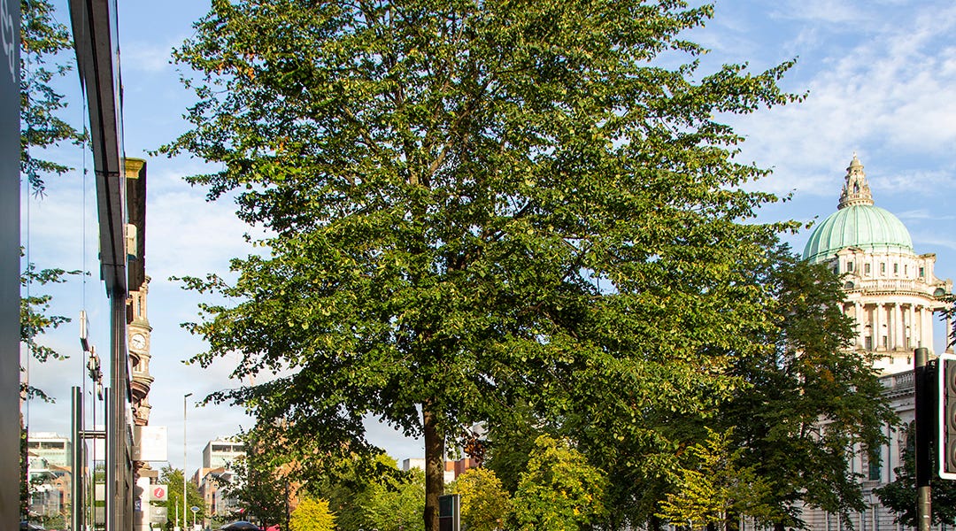 30. Seamus Heaney’s Tree - by Paul Wood - The Street Tree