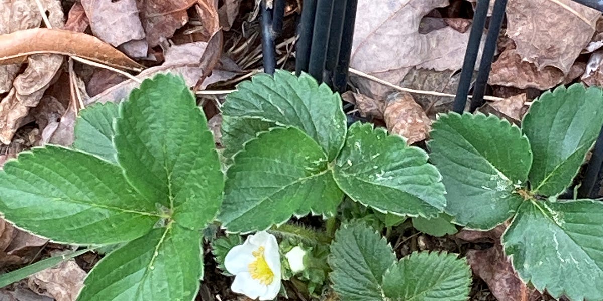 Things that are real - by Belling the Cat - Live & Learn