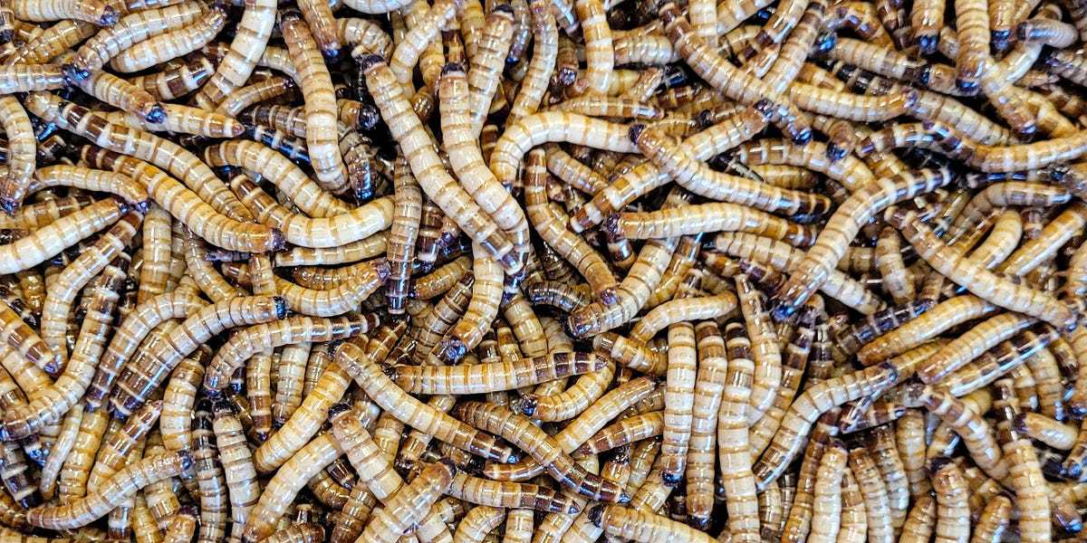 Donald Trump's Brain Worm Summer - The Halfway Cafe