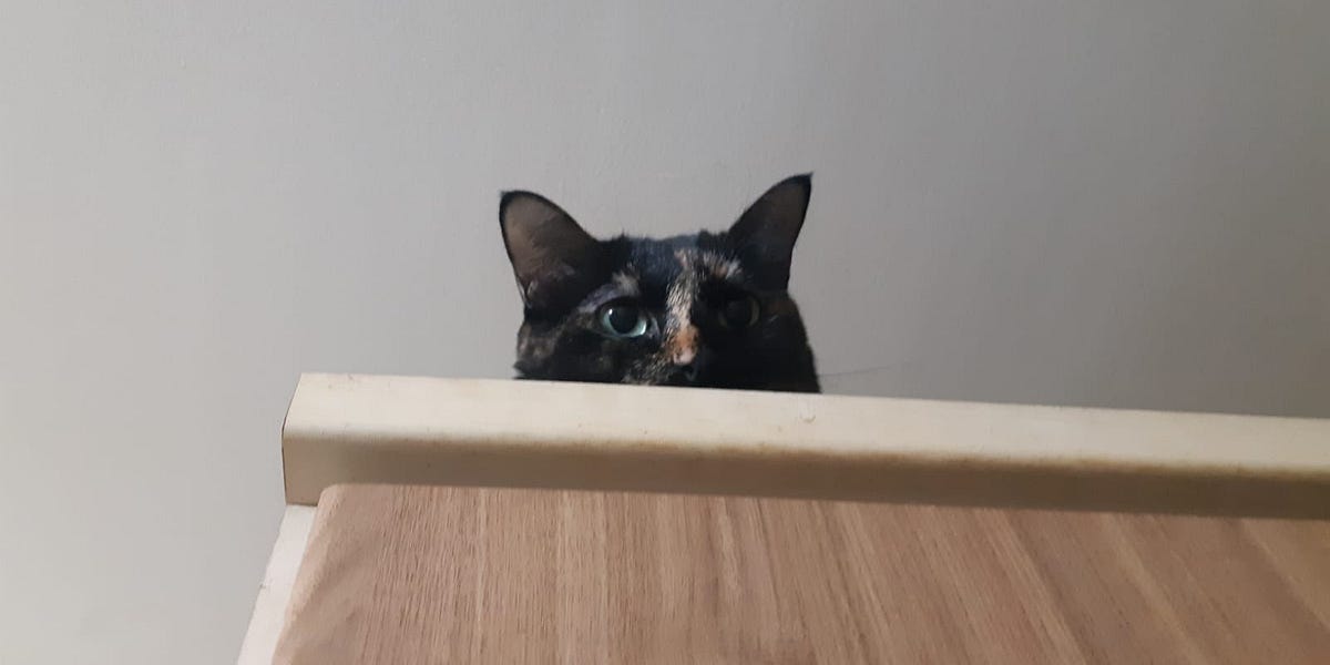 fragmentos sobre um poema de Mary Oliver - by Raphael Dias