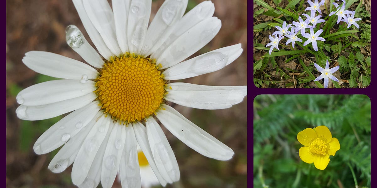 What's Growing In Your Garden? - by Chantell