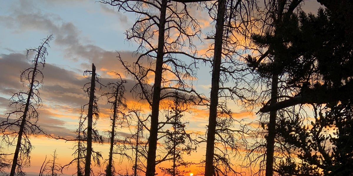 Climate Anxiety and My Prefrontal Cortex - by Emily Graf