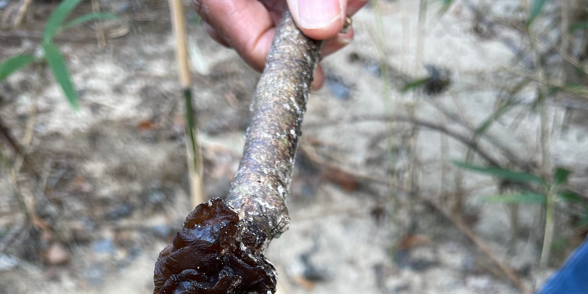 Weed of the Week - Amber’s Plant Notebook