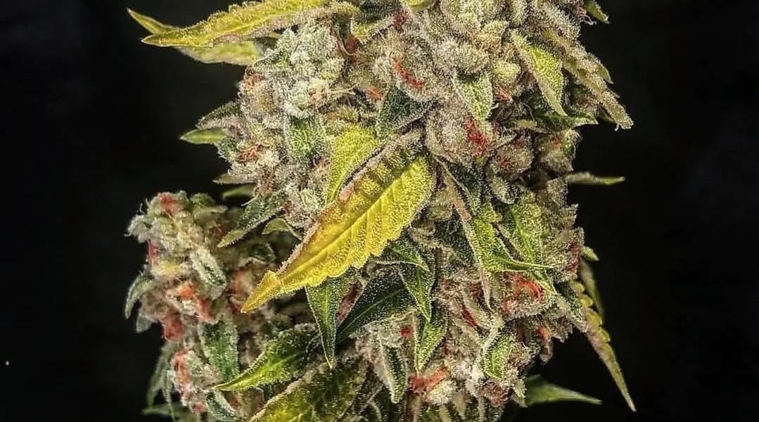 What is an IBL? - ETHOS Genetics - Digital Magazine