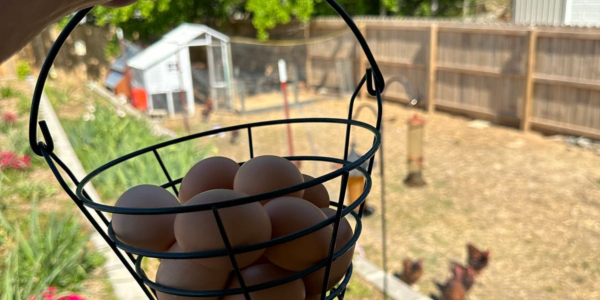 Homestead Hens - by Emily Stem - Em Stem's Substack