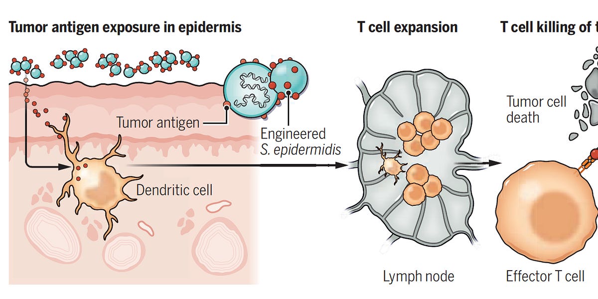 The fascinating and evolving story of bacteria and cancer