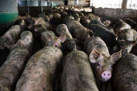 A Brief Summary of What Goes on in Each of the Animal Agriculture ...