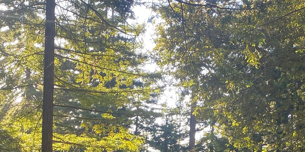 Grappling with Allegory, Hemmingway - by Alexandra Wells