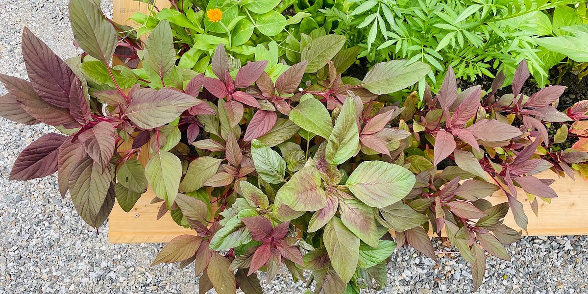 Vlita (amaranth greens) - by Ellisa Klimos