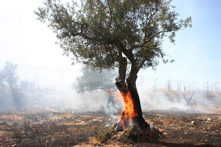 Israel and Palestine: Burning the Olive Branch