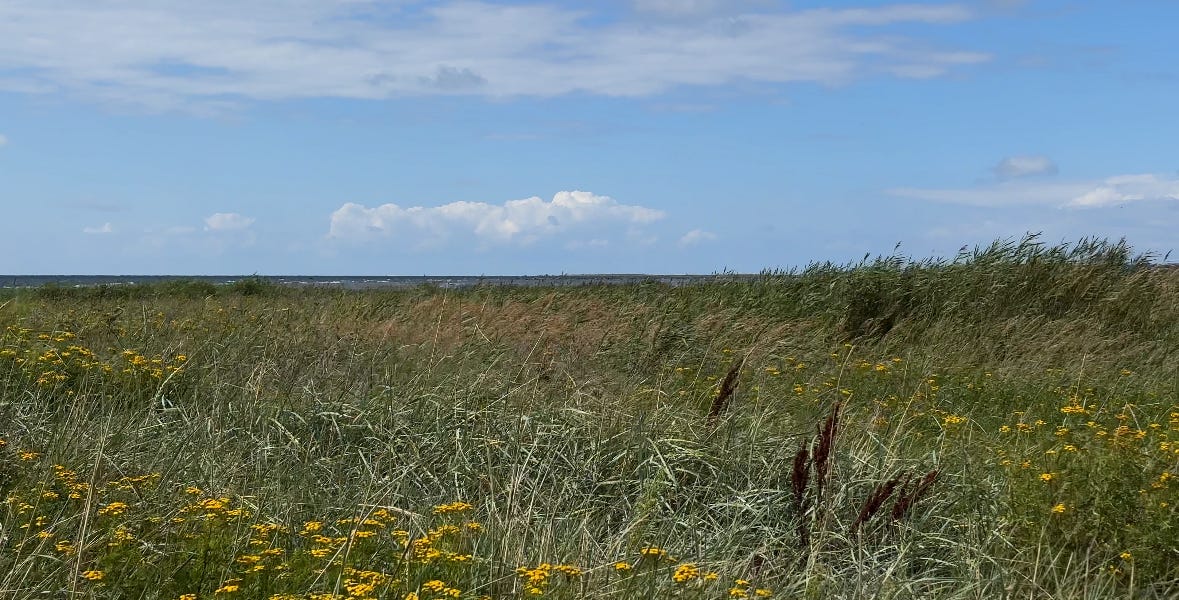 38 — The Art of Questioning Things - by Ilenia Martini