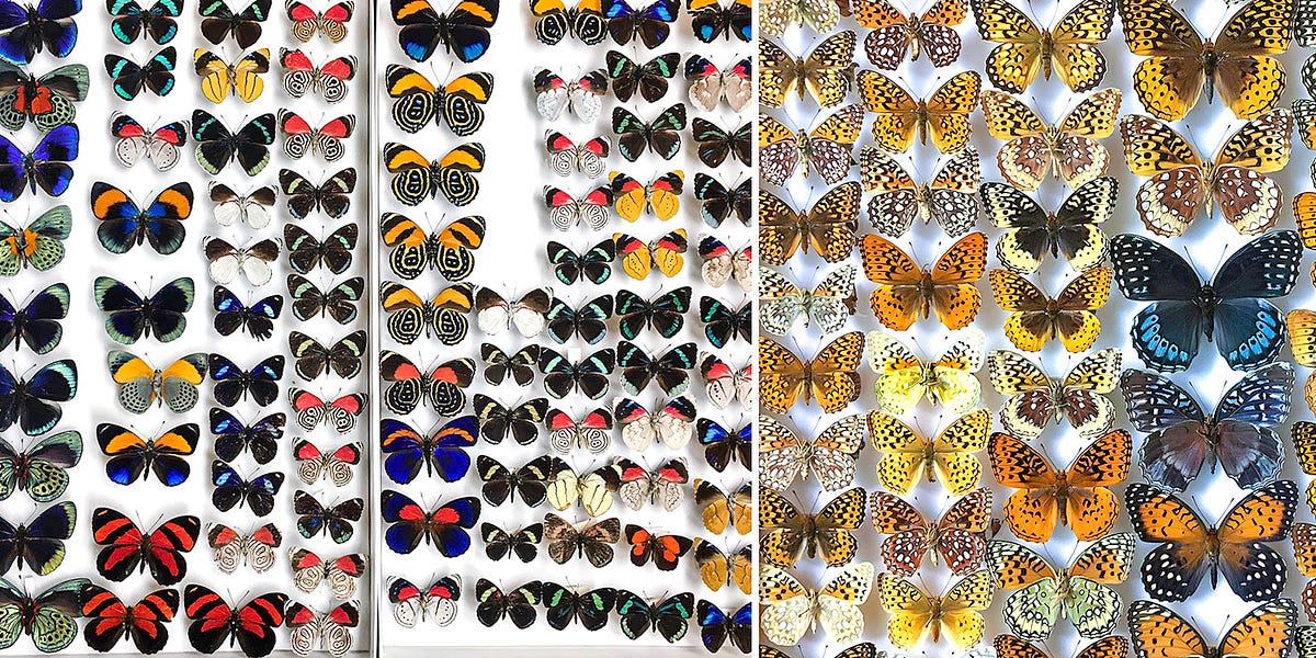 BUTTERFLY CENTRAL - by Bryan Pfeiffer - Chasing Nature