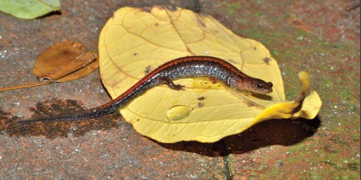 The Hidden Wildlife of Fitler Square - The Fitler Focus