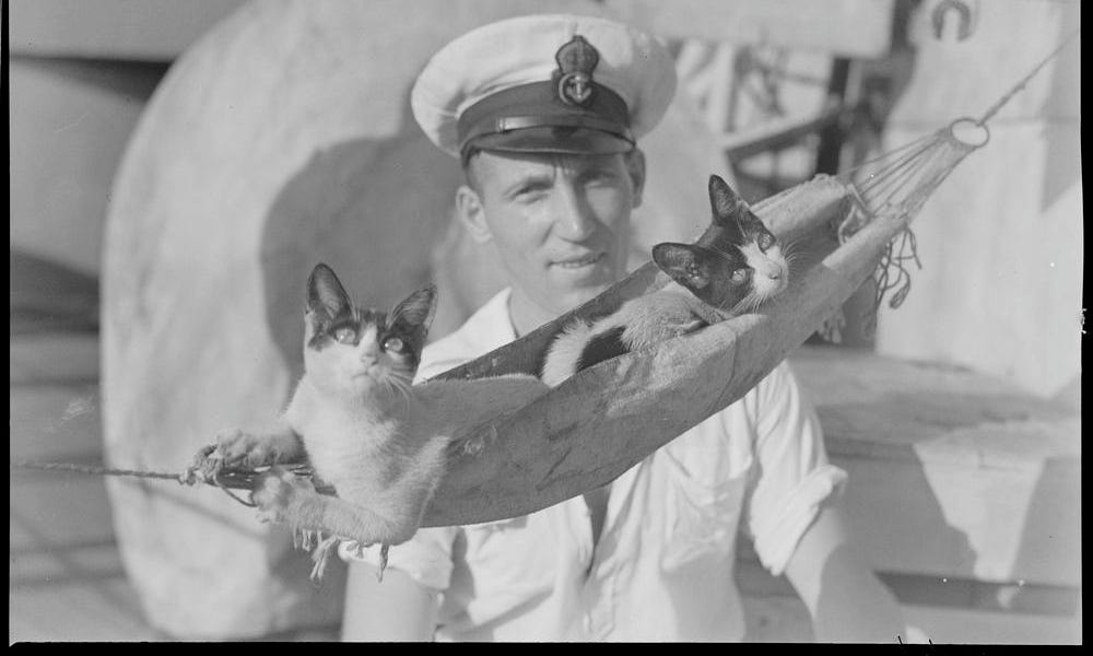 The Important Role of Cats in WWI & WWII