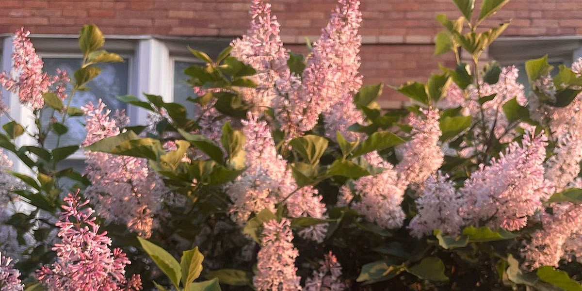 a small collection of spring flowers in bloom