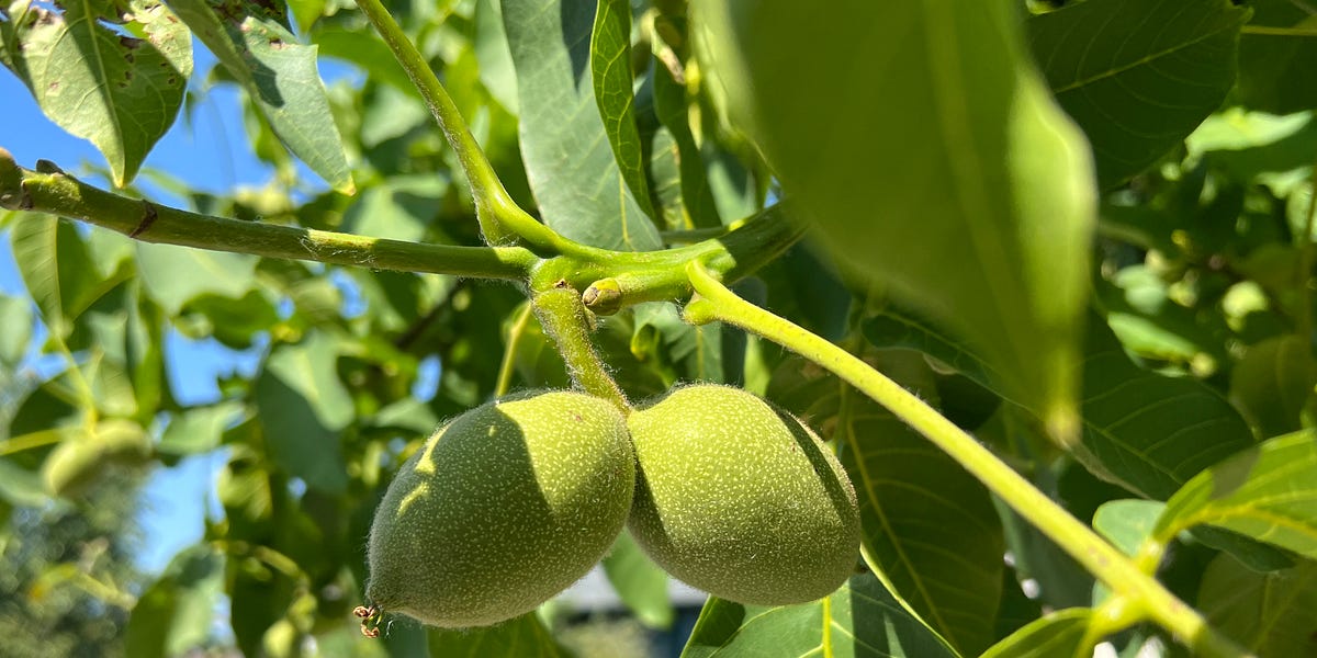 The walnuts have returned in full force